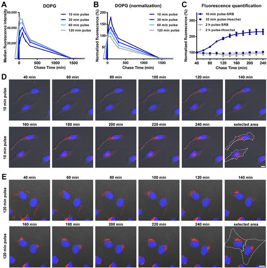 Tuning Liposome Stability in Biological Environments and Intracellular ...
