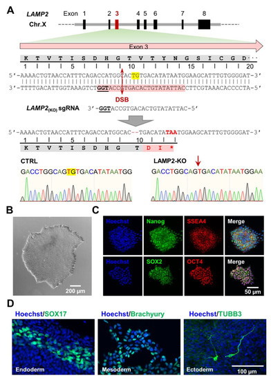 Metabolic Maturation Exaggerates Abnormal Calcium Handling in a Lamp2 ...