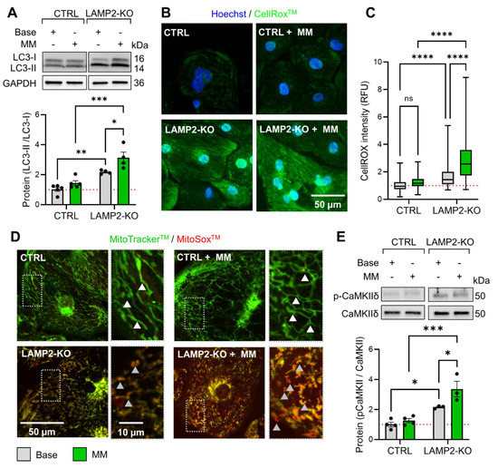 Metabolic Maturation Exaggerates Abnormal Calcium Handling in a Lamp2 ...