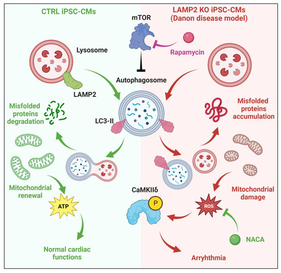 Metabolic Maturation Exaggerates Abnormal Calcium Handling in a Lamp2 ...