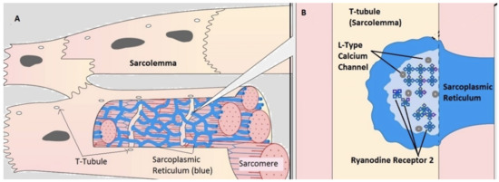 Understanding Calmodulin Variants Affecting Calcium-Dependent ...