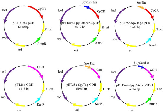 Biomolecules | Free Full-Text | Construction of Bi-Enzyme Self-Assembly ...