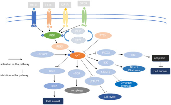 PI3K–AKT-Targeting Breast Cancer Treatments: Natural Products and Synthetic Compounds