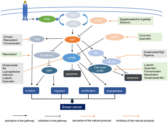 PI3K–AKT-Targeting Breast Cancer Treatments: Natural Products and ...