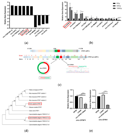 Circ-CPSF1 Worsens Radiation-Induced Oxidative Stress Injury in ...