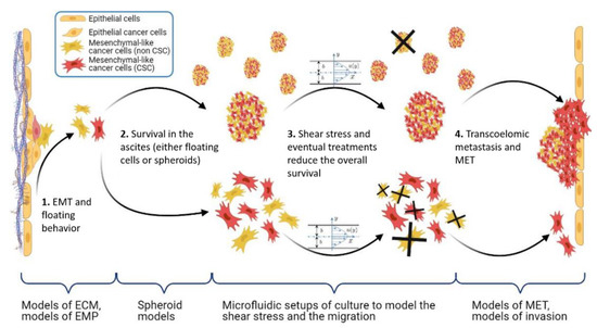 In Vitro Models of Ovarian Cancer: Bridging the Gap between ...