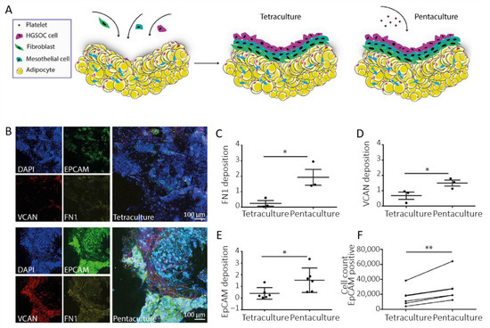 In Vitro Models of Ovarian Cancer: Bridging the Gap between ...