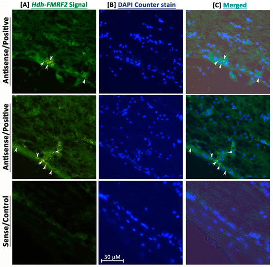Identification and Characterization of Hdh-FMRF2 Gene in Pacific ...