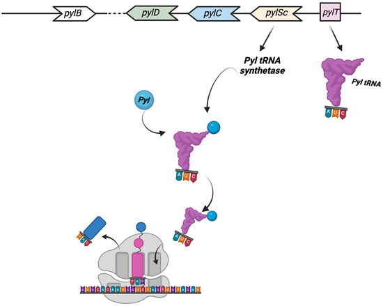 Archaea as a Model System for Molecular Biology and Biotechnology
