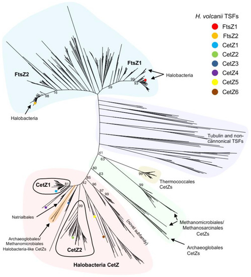 Diversity and Potential Multifunctionality of Archaeal CetZ Tubulin ...