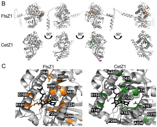 Diversity and Potential Multifunctionality of Archaeal CetZ Tubulin ...