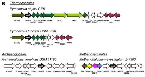 Diversity and Potential Multifunctionality of Archaeal CetZ Tubulin ...