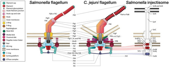 The Missing Pieces: The Role of Secretion Systems in Campylobacter ...
