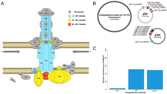 The Missing Pieces: The Role of Secretion Systems in Campylobacter ...