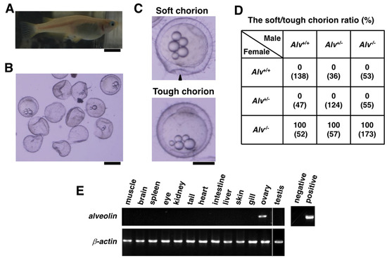 Critical Role of the Cortical Alveolus Protease Alveolin in Chorion ...