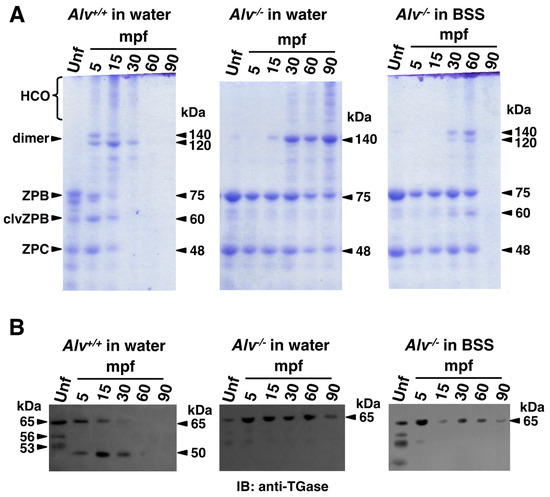 Critical Role of the Cortical Alveolus Protease Alveolin in Chorion ...