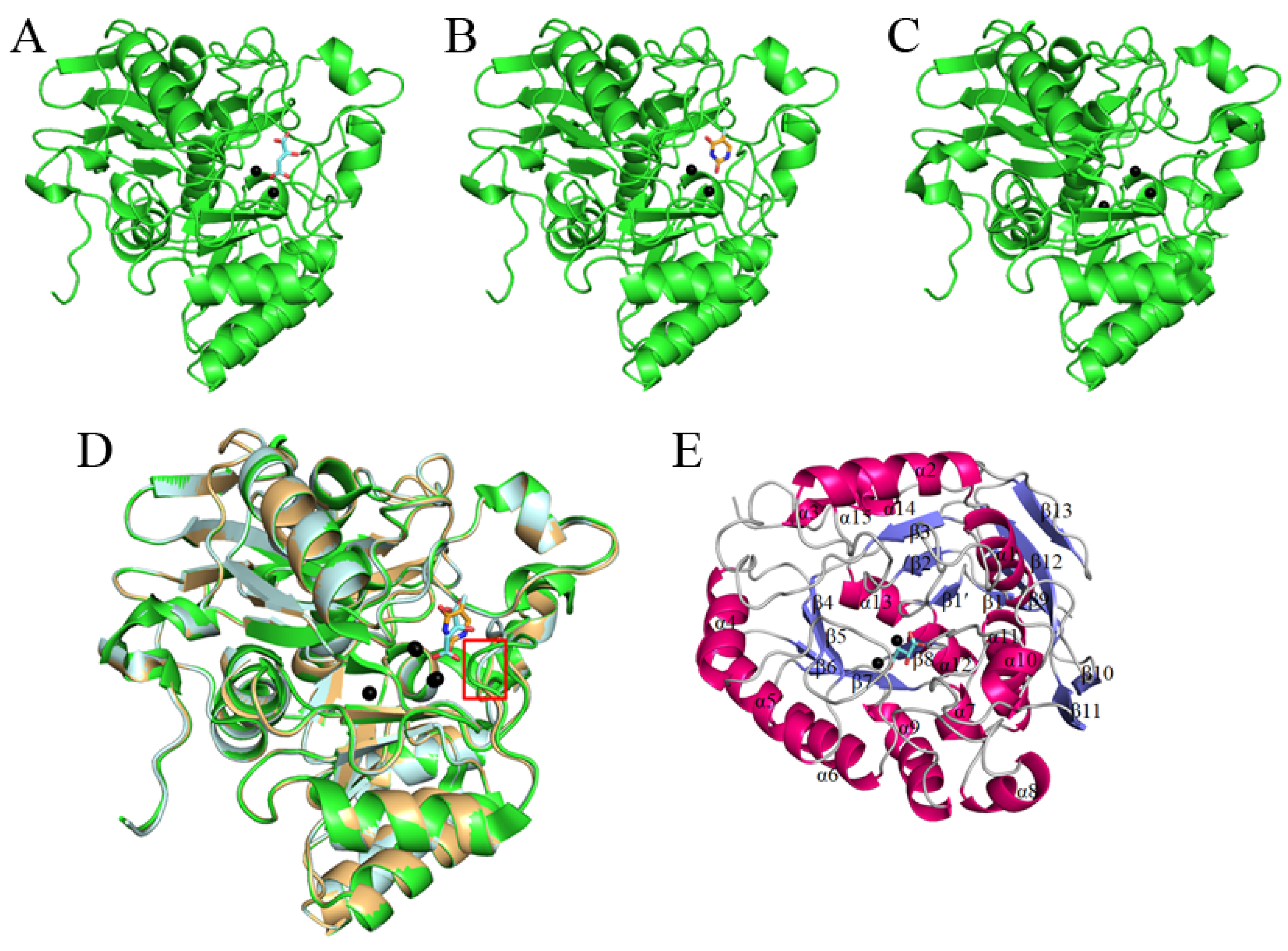 Complexed Crystal Structure of the Dihydroorotase Domain of Human CAD ...