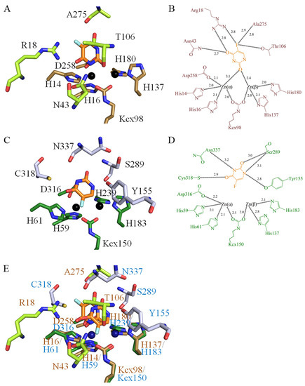 Complexed Crystal Structure of the Dihydroorotase Domain of Human CAD Protein with the ...