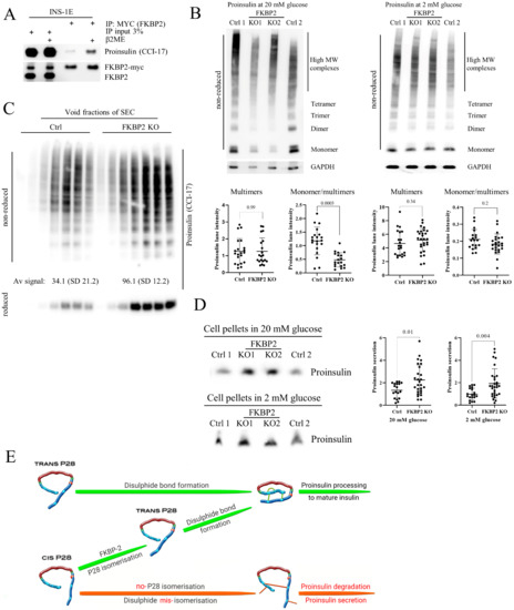FK506-Binding Protein 2 Participates in Proinsulin Folding