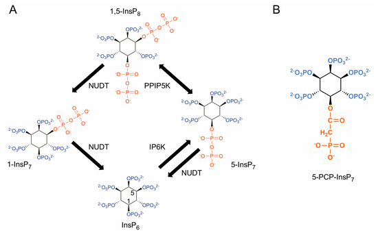 Nucleolar Architecture Is Modulated by a Small Molecule, the Inositol ...