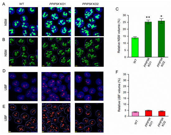 Nucleolar Architecture Is Modulated by a Small Molecule, the Inositol ...