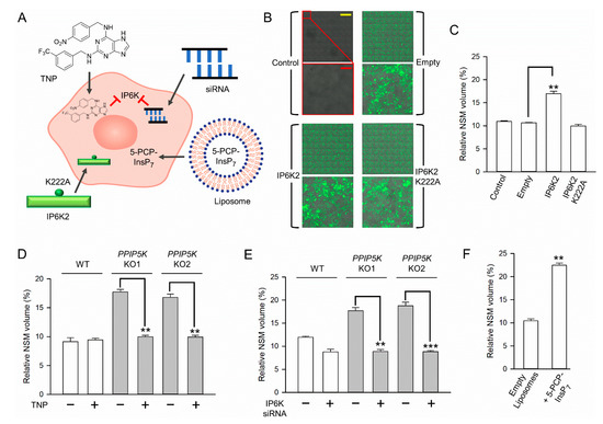 Nucleolar Architecture Is Modulated by a Small Molecule, the Inositol ...