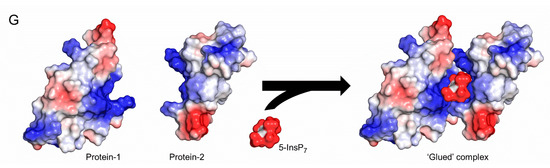 Nucleolar Architecture Is Modulated by a Small Molecule, the Inositol ...