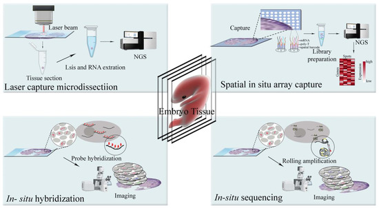 Advances and Challenges in Spatial Transcriptomics for Developmental ...