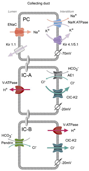 Modus operandi of ClC-K2 Cl− Channel in the Collecting Duct ...