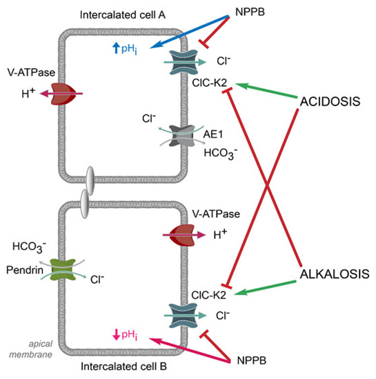 Modus operandi of ClC-K2 Cl− Channel in the Collecting Duct ...