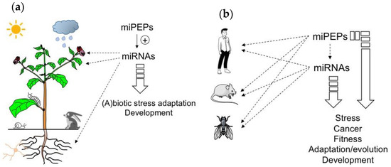 The Essentials on microRNA-Encoded Peptides from Plants to Animals