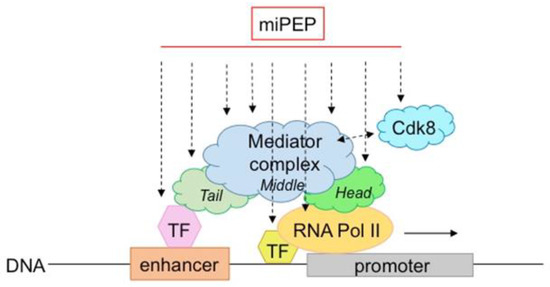 The Essentials on microRNA-Encoded Peptides from Plants to Animals