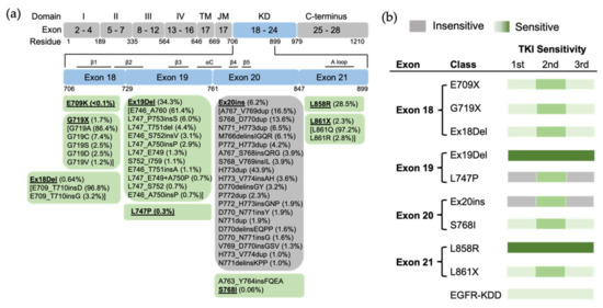Structure-Guided Strategies of Targeted Therapies for Patients with EGFR-Mutant Non–Small Cell ...