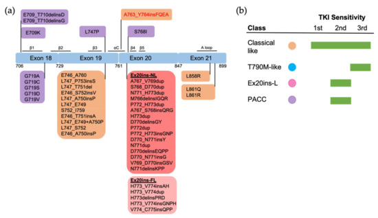 Structure-Guided Strategies of Targeted Therapies for Patients with EGFR-Mutant Non–Small Cell ...