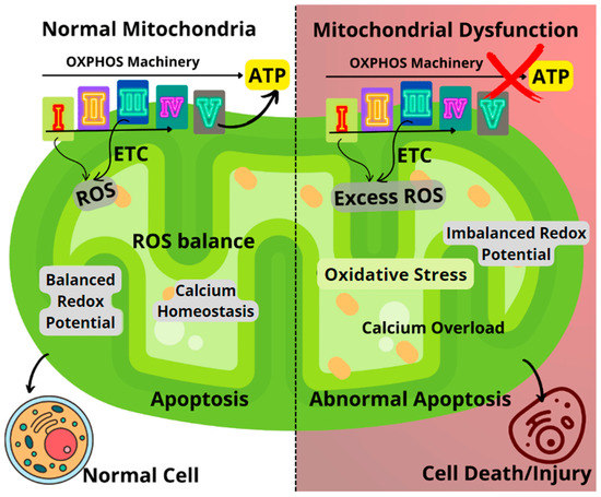 Mitochondrial Modulators: The Defender