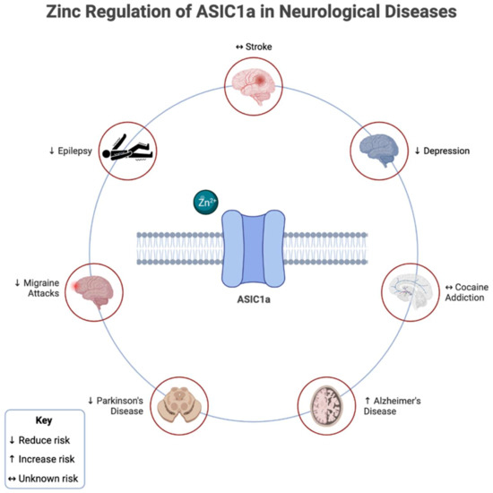 The Role of Zinc in Modulating Acid-Sensing Ion Channel Function