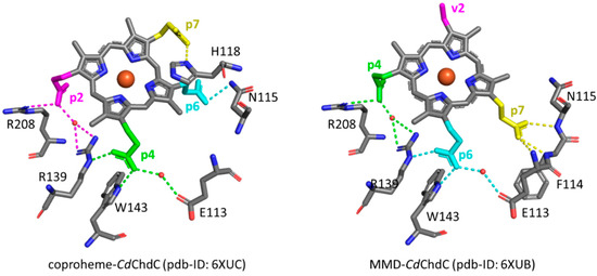 The Role of the Hydrogen Bond Network in Maintaining Heme Pocket ...