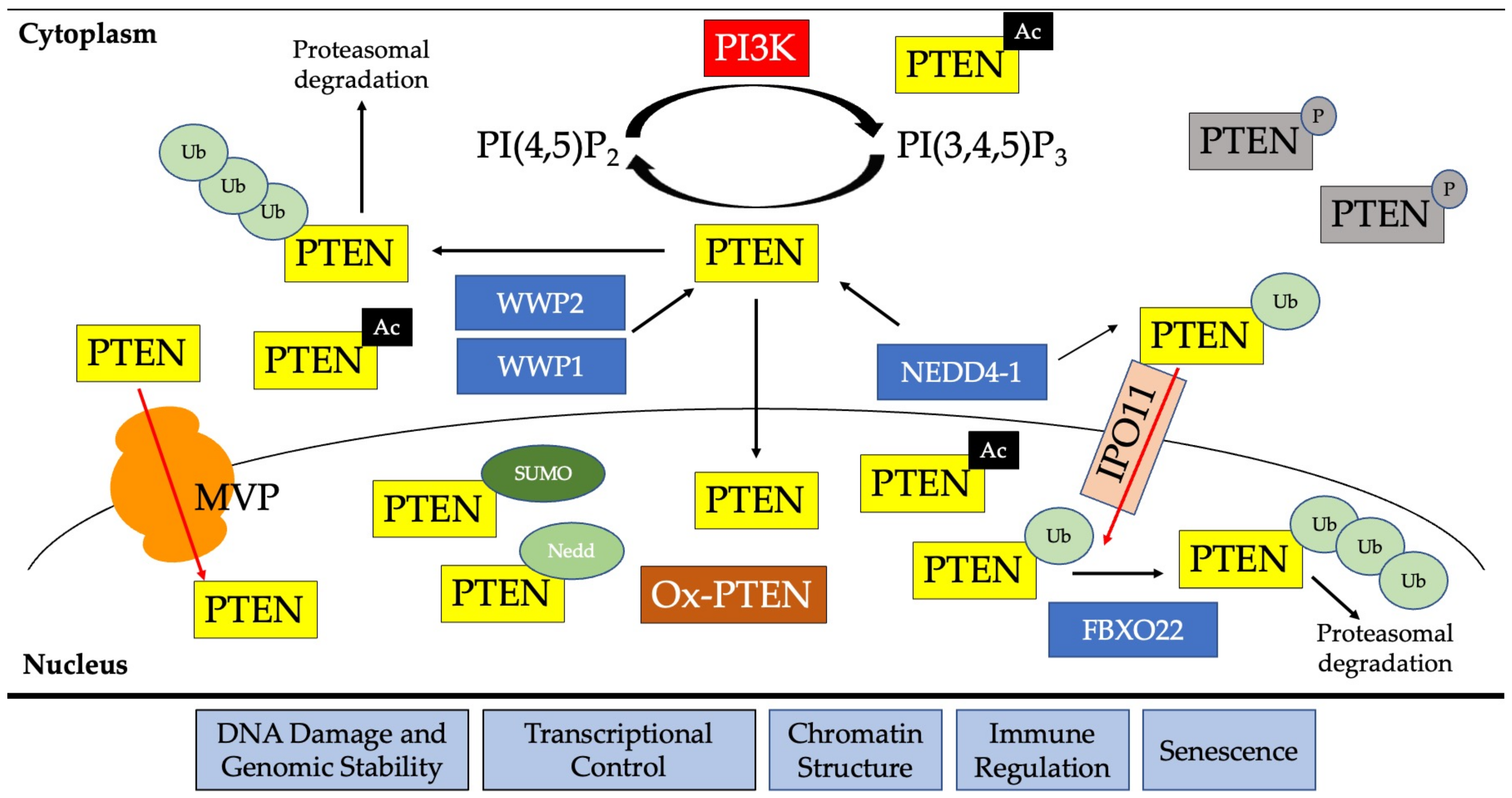 Biomolecules Free Full Text Nuclear Ptens Functions In Suppressing