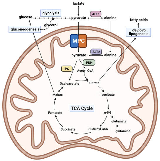 Biomolecules Free Full Text The Hepatic Mitochondrial Pyruvate