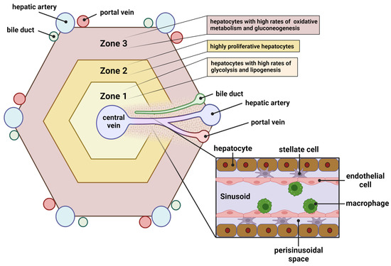 Biomolecules Free Full Text The Hepatic Mitochondrial Pyruvate Carrier As A Regulator Of