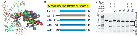 The Many (Inter)faces of Anti-CRISPRs: Modulation of CRISPR-Cas ...