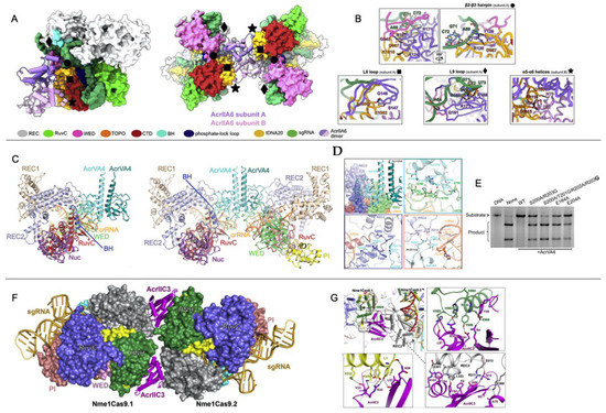 The Many (Inter)faces of Anti-CRISPRs: Modulation of CRISPR-Cas ...