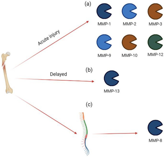 Metalloproteases in Pain Generation and Persistence: A Possible Target?
