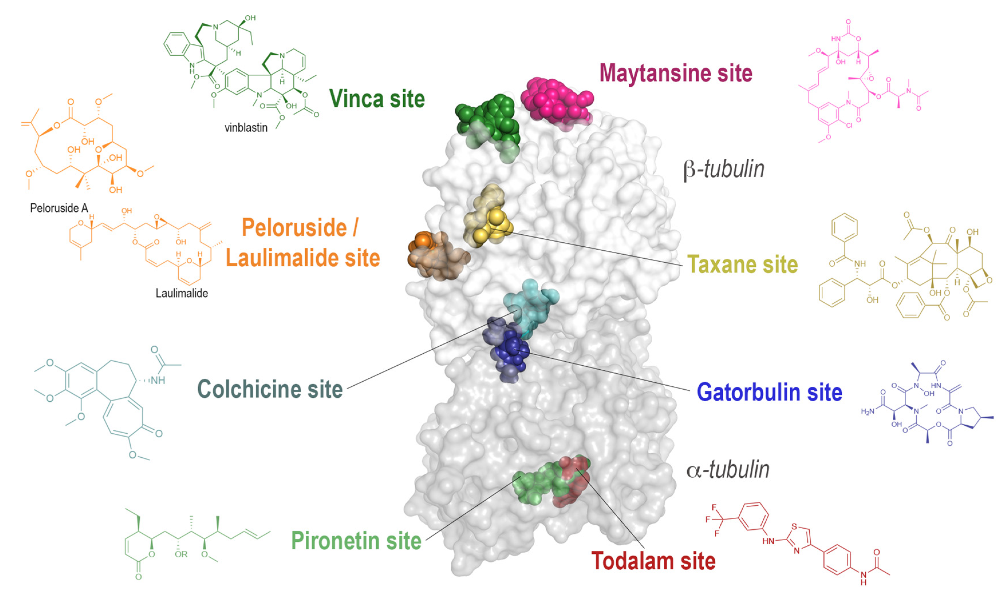 Biomolecules | Free Full-Text | Computational Approaches to the Rational Design of Tubulin ...