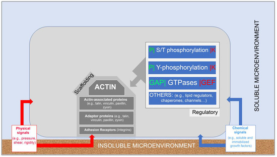 The Actin Network Interfacing Diverse Integrin-Mediated Adhesions