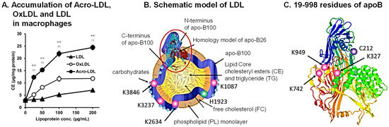 Biomolecules | Free Full-Text | Molecular Characteristics of Toxicity ...