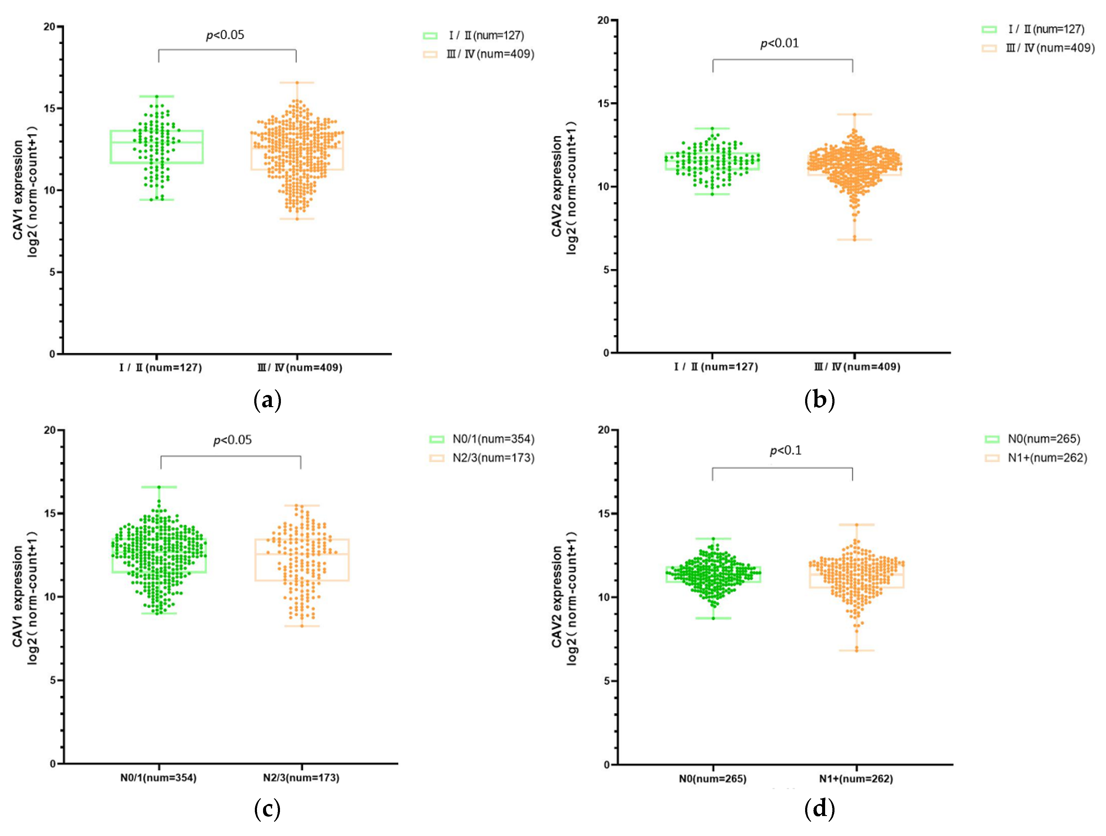Prognostic Value of CAV1 and CAV2 in Head and Neck Squamous Cell Carcinoma