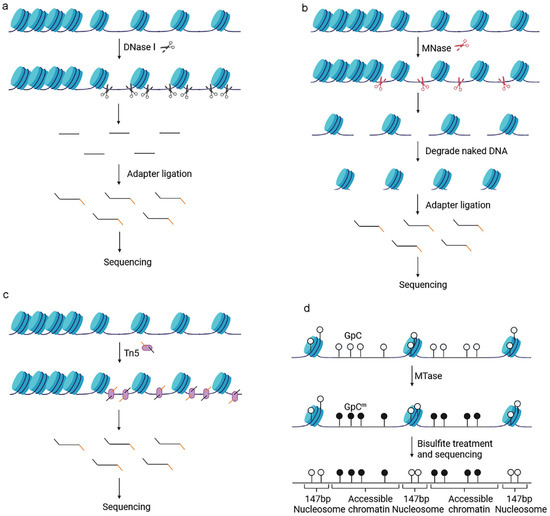 Factors and Methods for the Detection of Gene Expression Regulation