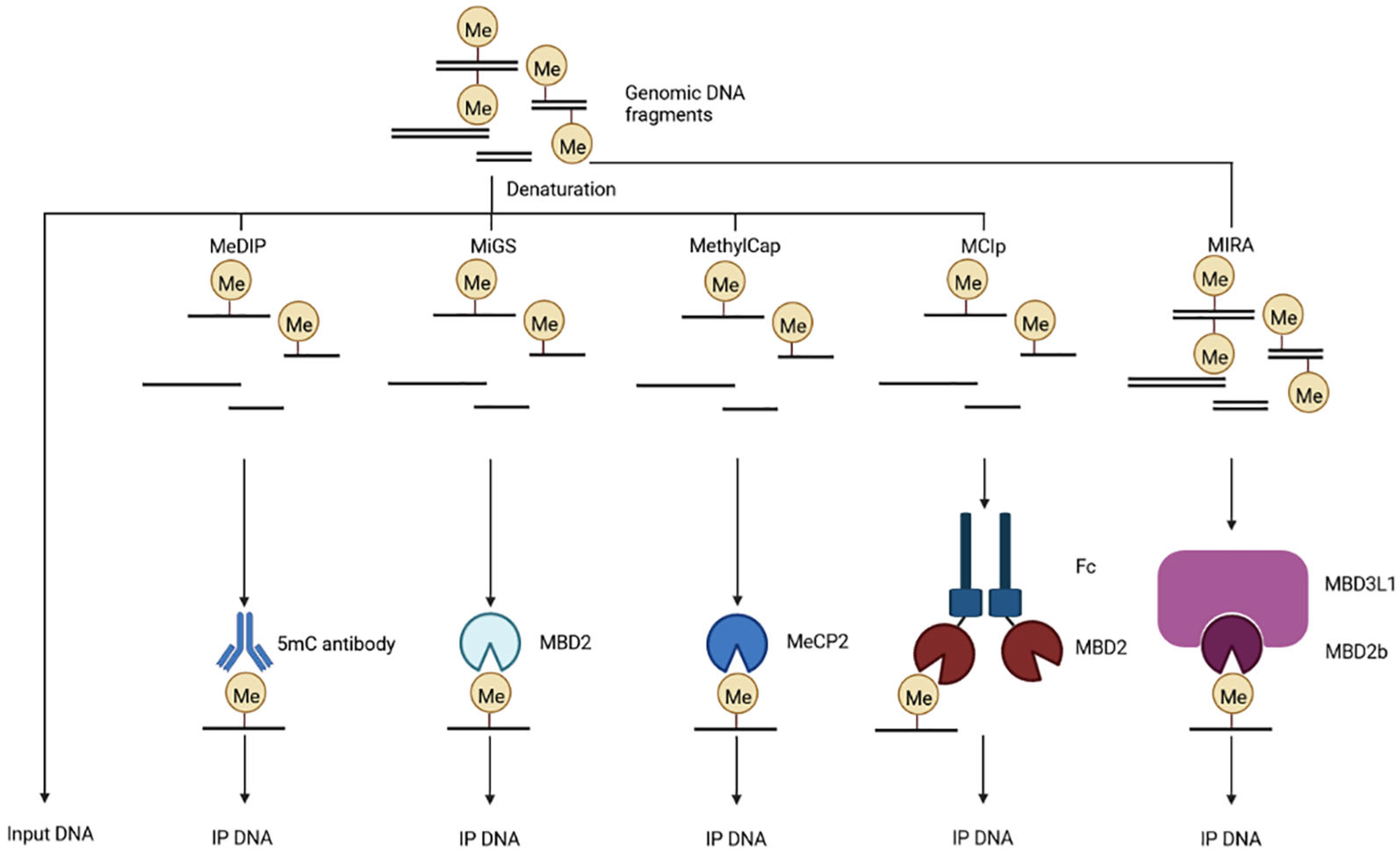 Biomolecules Free Full Text Factors And Methods For The Detection