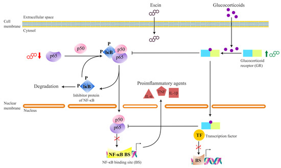 Escin’s Multifaceted Therapeutic Profile in Treatment and Post ...